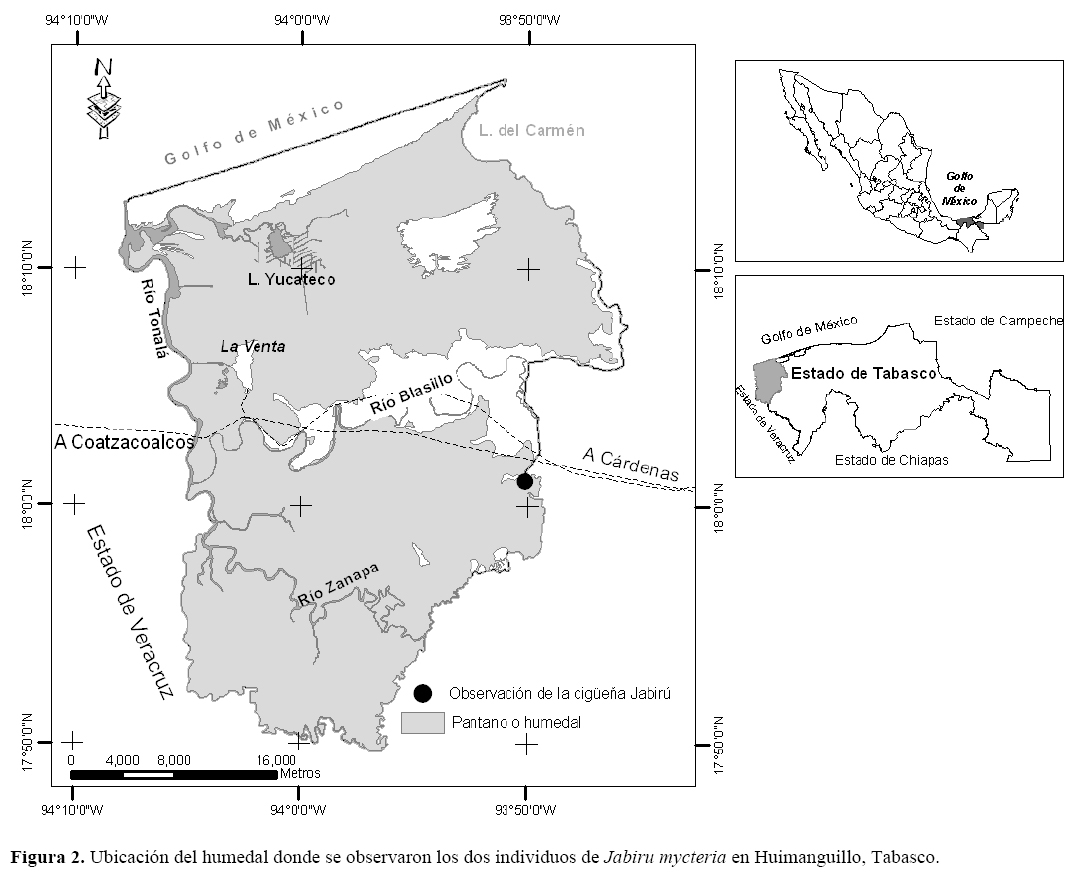 Observación de la cigüeña jabirú (Jabirú mycteria) en un humedal del ...