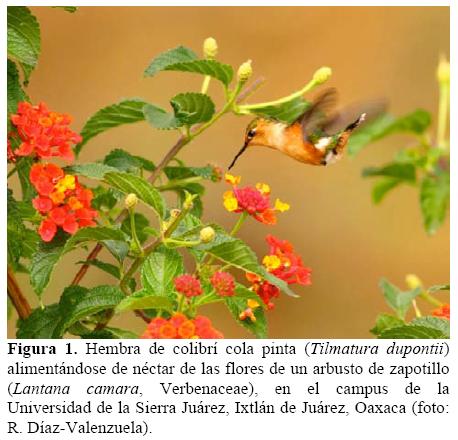 First record of the Sparkling-tailed Hummingbird (Tilmatura dupontii ...