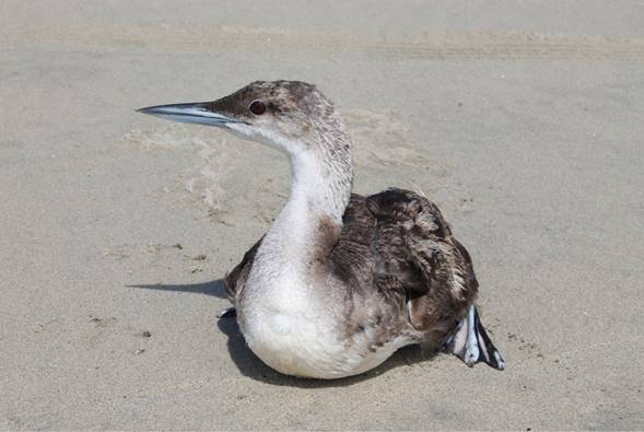 Identificación Del Colimbo Común Colimbo Del Pacífico EBird