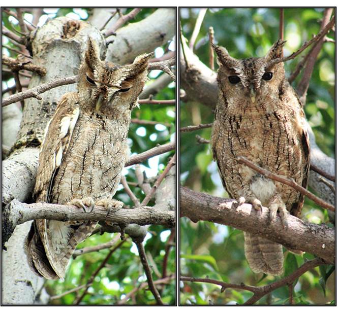 Primer registro de anidación del Tecolote del Balsas (Megascops seductus)