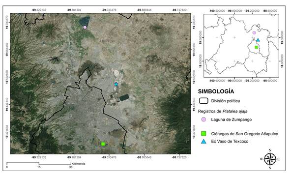 Roseate Spoonbill (Platalea ajaja) at Lake Zumpango, State of Mexico