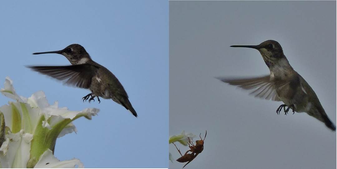 Registro del colibrí barba negra (Archilochus alexandri) en el estado ...