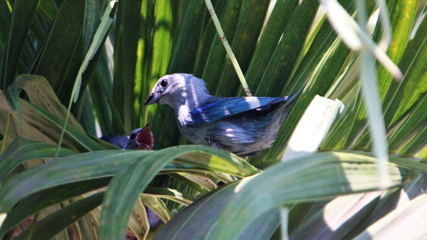 Primer registro de anidación de la tángara azul gris (Thraupis ...