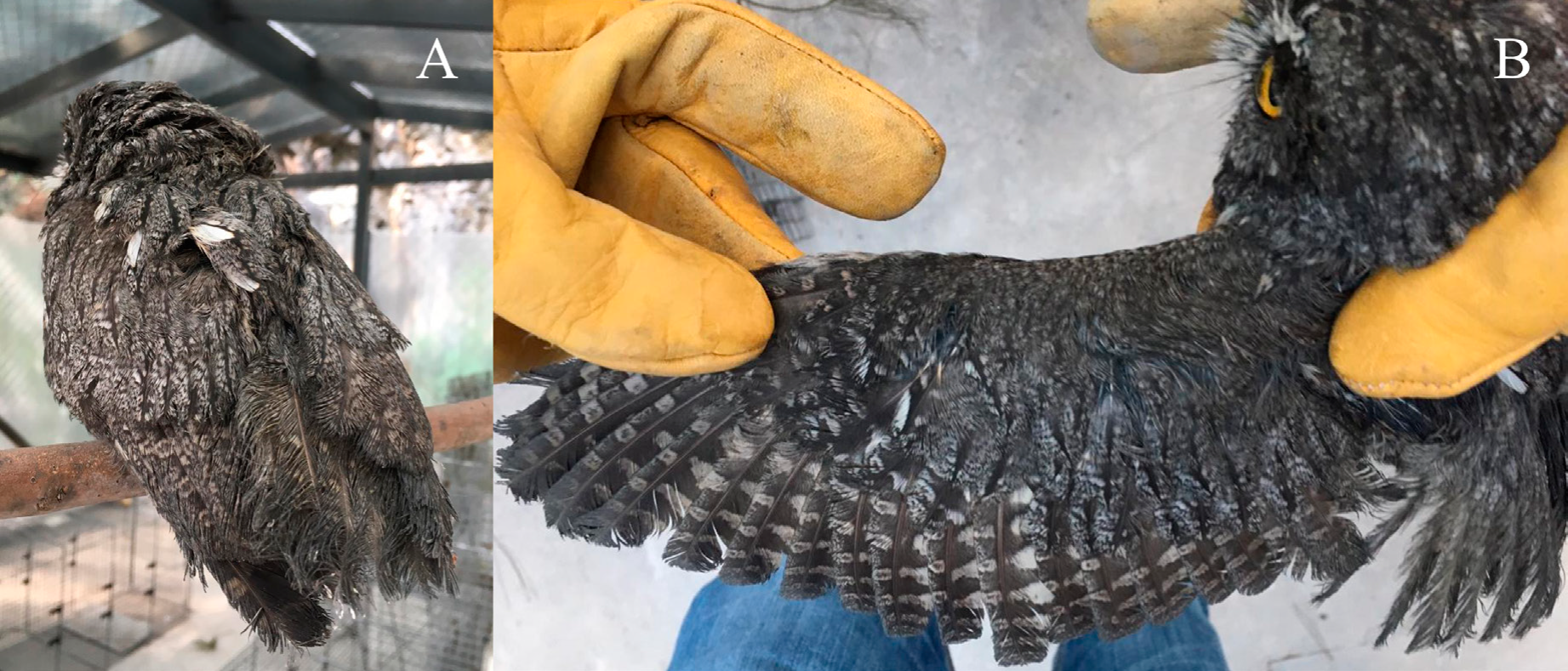 Rehabilitation of a whiskered screech-owl (Megascops trichopsis) in a ...