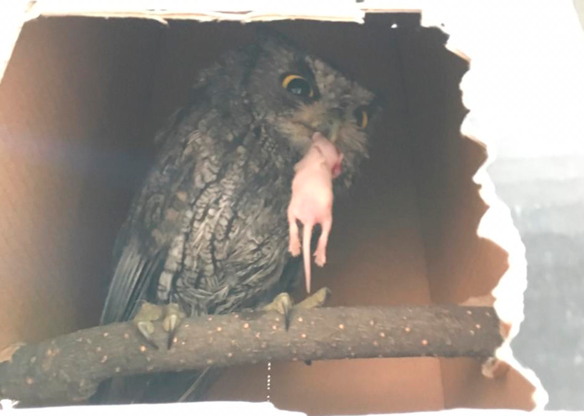 Rehabilitation of a whiskered screech-owl (Megascops trichopsis) in a ...