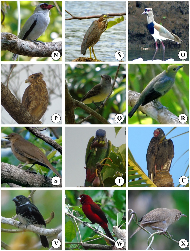 Diversidad ecológica de aves en un hábitat fragmentado en la comunidad ...