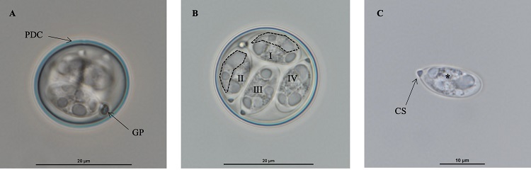 Identificación de Eimeria columbarum en la Paloma Doméstica (Columba ...