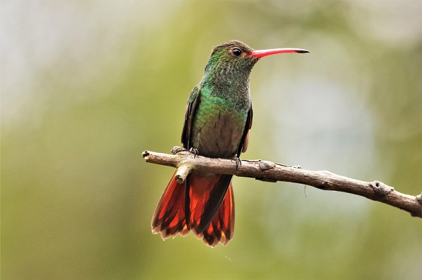 Primer registro del colibrí cola canela (Amazilia tzacatl) en el estado ...