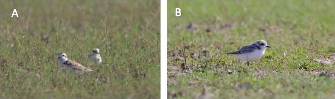 Primer registro reproductivo del Chorlo nevado (Charadrius nivosus) en ...