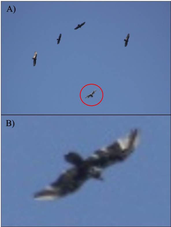 Two new reports of leucistic birds from Mexico