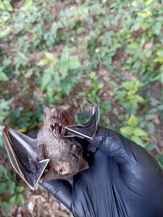 First record of the bat Artibeus jamaicensis in the diet of the Common ...