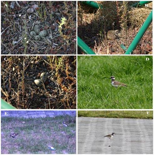 Anidación del chorlo tildío (Charadrius vociferus) lejos de cuerpos de ...