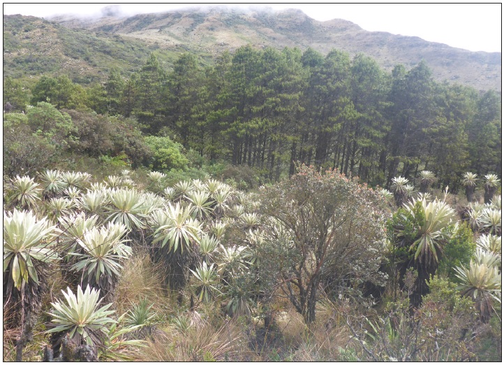 Análisis del paisaje de la microcuenca del río Fucha en la ciudad de ...