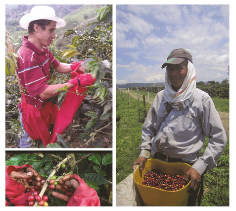 Nuevo método estándar para la recolección selectiva de café