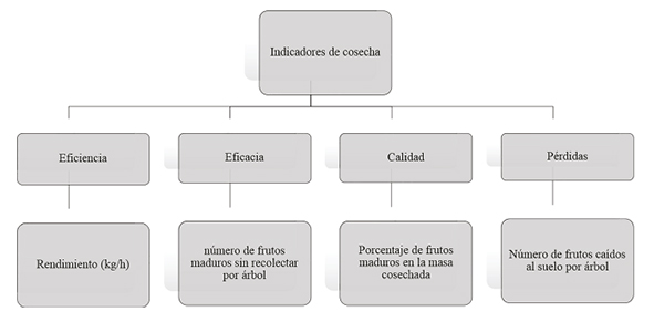 Nuevo método estándar para la recolección selectiva de café