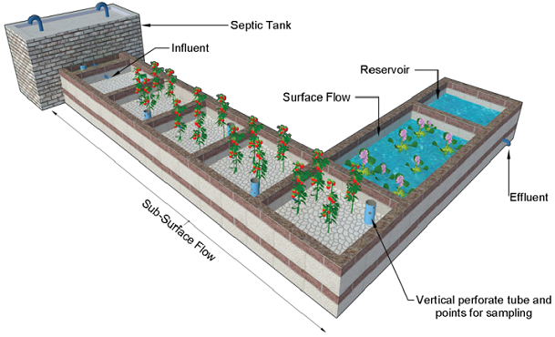 Tomato (Lycopersicum sculentum) production in sub surface flow ...