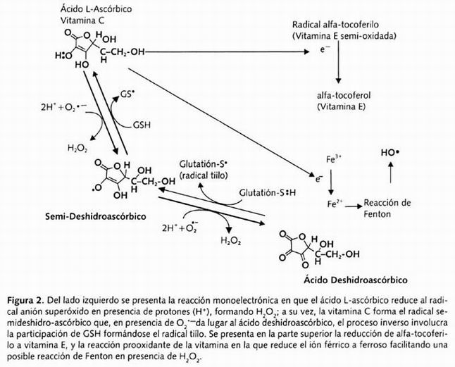 PARTICIPACIÓN DE LAS ESPECIES REACTIVAS DEL OXÍGENO EN LAS ENFERMEDADES ...