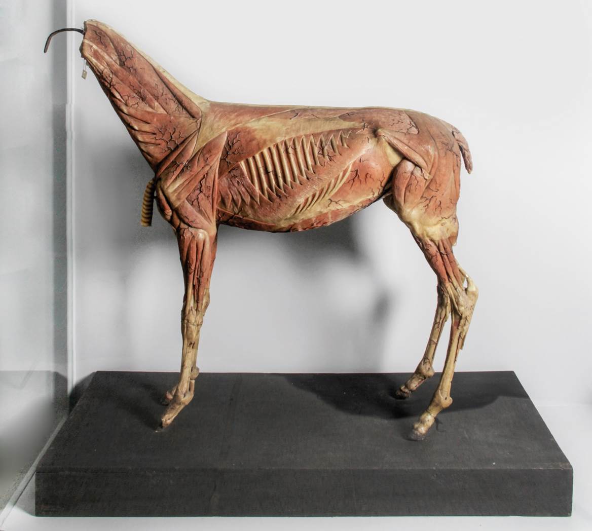 Anatomía animal. Técnicas digitales para la reconstrucción escultórica ...