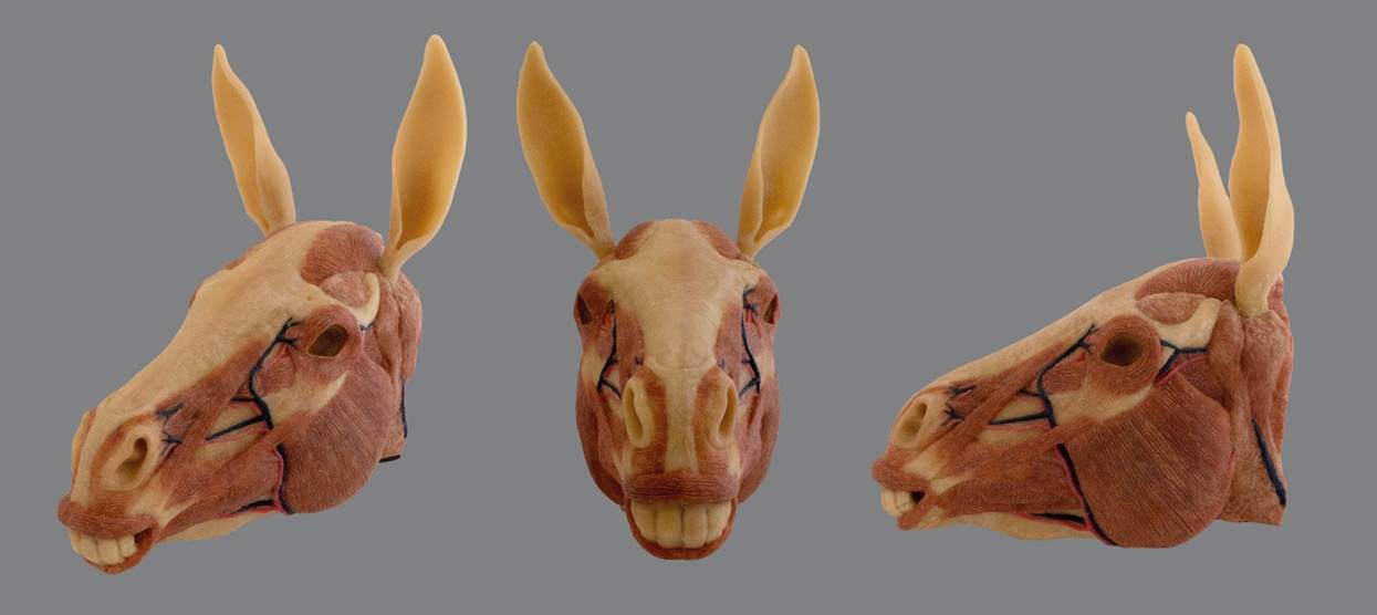 Anatomía animal. Técnicas digitales para la reconstrucción escultórica ...