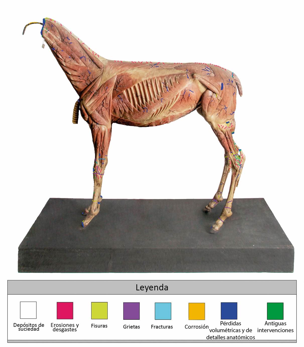 Anatomía animal. Técnicas digitales para la reconstrucción escultórica ...