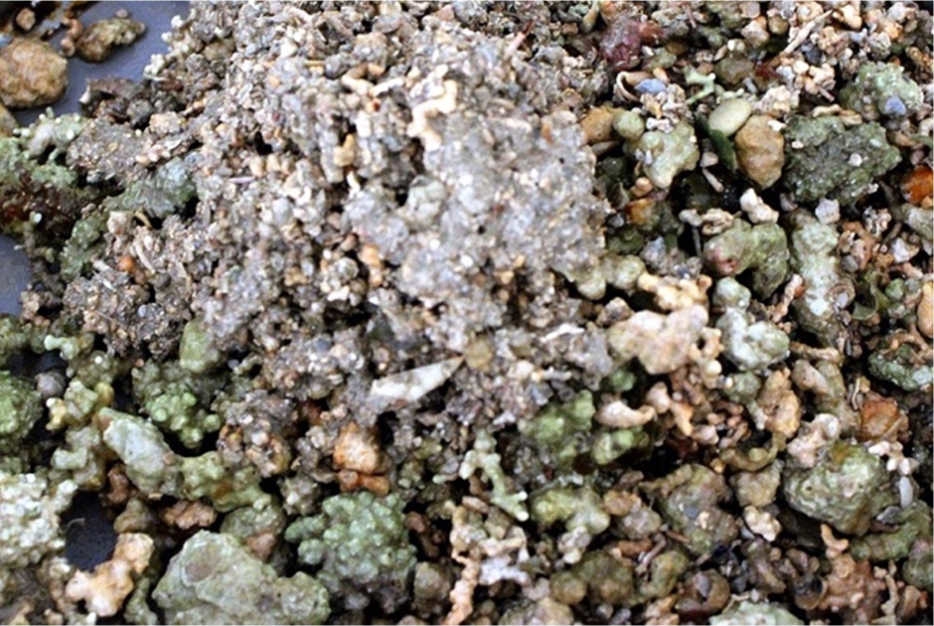 Machine Learning for benthic sand and maerl classification and coverage ...