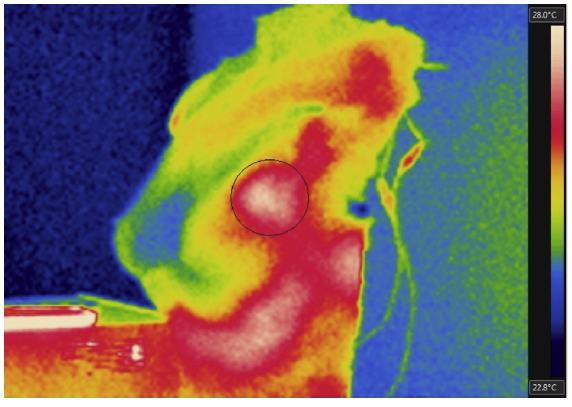 Thorax thermographic simulator for breast pathologies