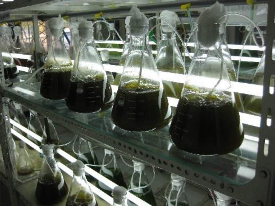 Exploring the prospect of marine microalgae Isochrysis galbana as ...