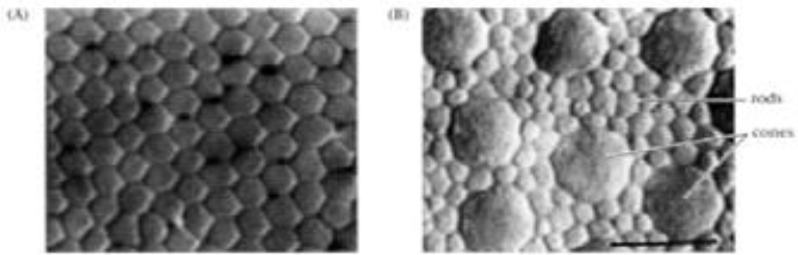 An algorithm for wavelet thresholding based image denoising by representing images in hexagonal ...