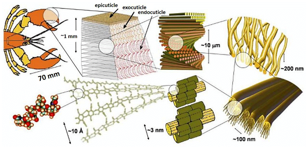 Production of cellulose and chitin/chitosan nanofibers-based masks for ...
