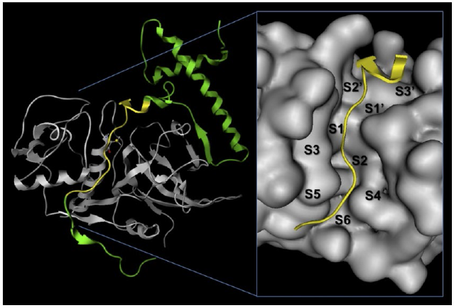 What comparisons of natural and chimeric contacts reveal about ...