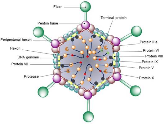 An Overview of Antivirals for Treating Lower Respiratory Tract Infections