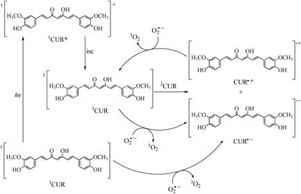 On the Pro-oxidant Activity of Curcumin in Lipid Media: A Theoretical Study