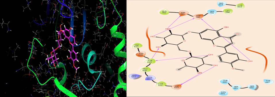 Docking Based Identification of Bioactive Diosmin as Potential Multi ...