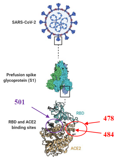 Potential Compounds Interacting in a Specific Potential Site in SARS ...