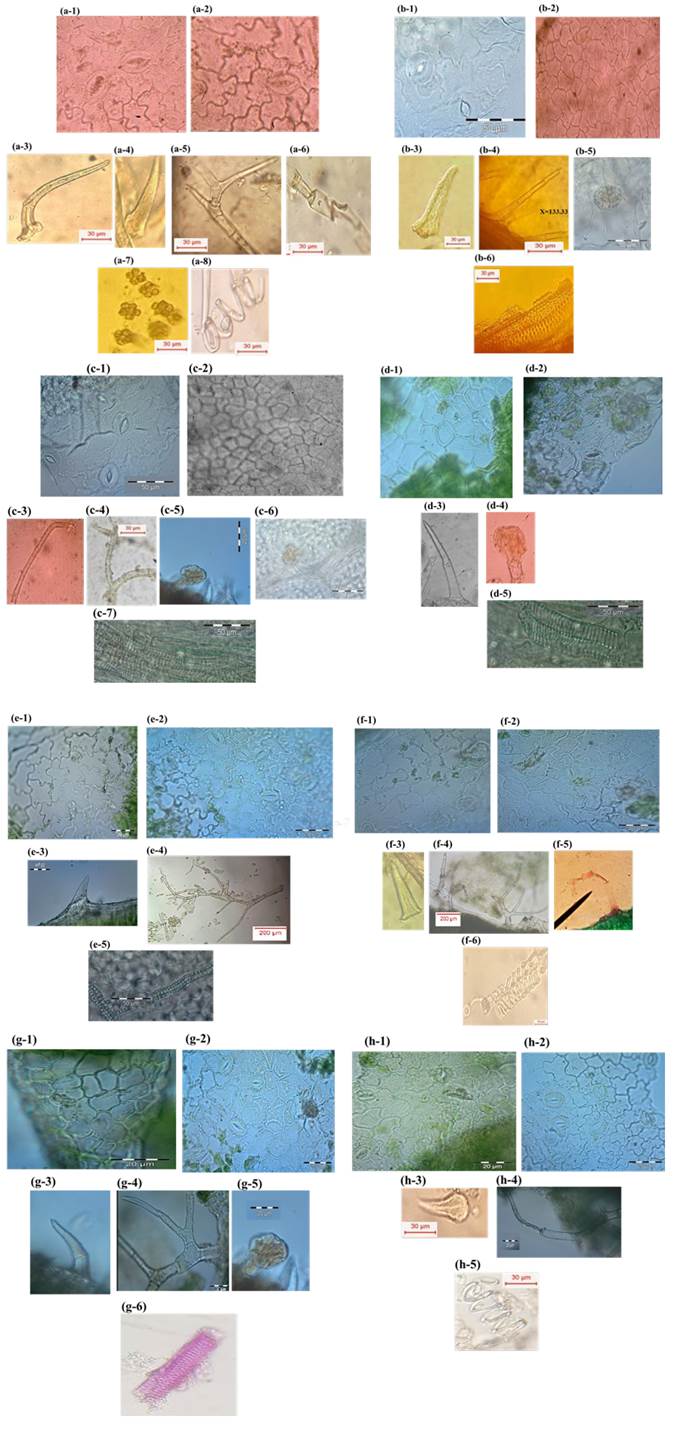 Biodiversity Assessment in Tecoma Species Using Micro-morphometric ...