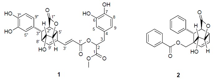 Pulcaffeate, a Trimeric Caffeic Acid Derivative from Bourreria pulchra