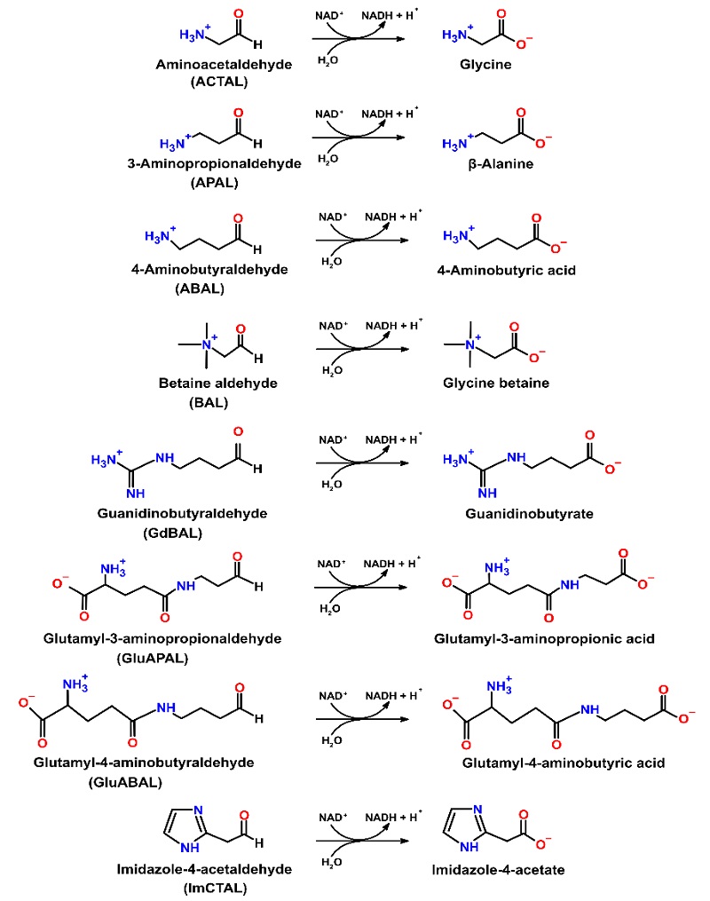 Substrate Specificity in Promiscuous Enzymes: The Case of the ...