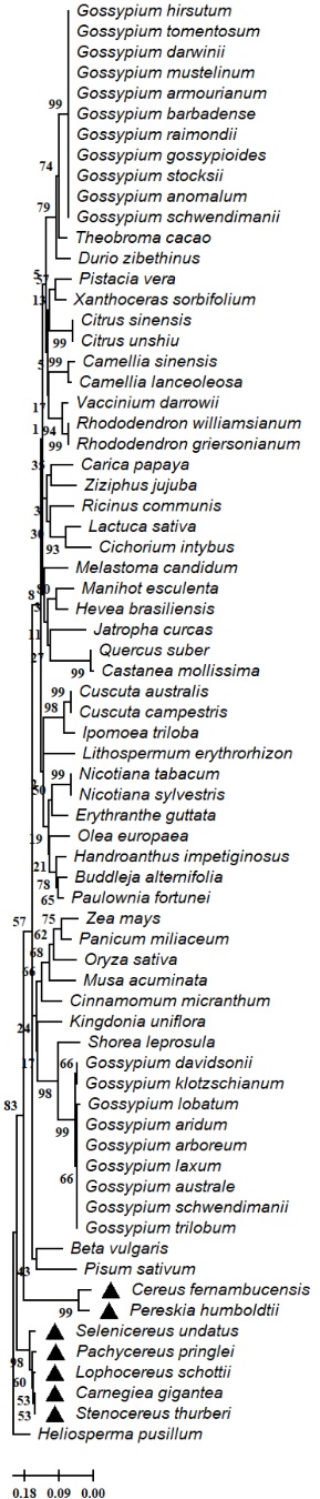 Assembly of the Cereus fernambucensis Genome, Gene Annotation, and ...