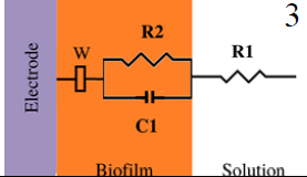 Impedance Analysis for the Study of Biofilm Formation on Electrodes: An ...