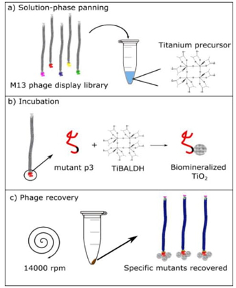 Biopanning Phage Display Libraries in Homogeneous Solution for ...