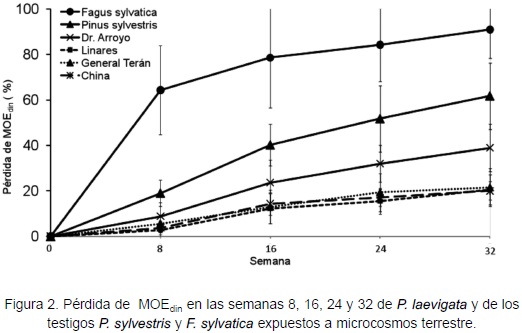 Durabilidad de la madera de Prosopis laevigata y efecto de sus ...