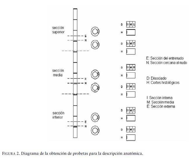 Anatomía del culmo de bambú (Guadua aculeata Rupr.) de la región ...