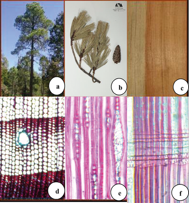 Anatomía de la madera de seis especies de Pinus (Pinaceae) del estado ...