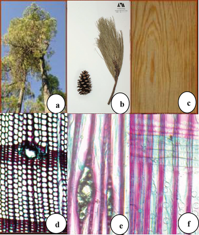 Anatomía de la madera de seis especies de Pinus (Pinaceae) del estado ...
