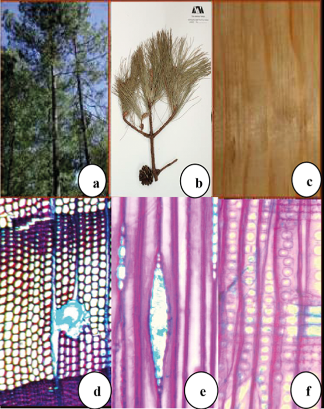 Anatomía de la madera de seis especies de Pinus (Pinaceae) del estado ...
