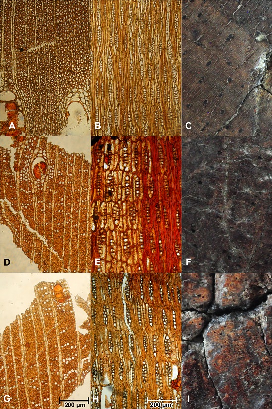 Wood identification and acoustic analysis of three original Aztec ...
