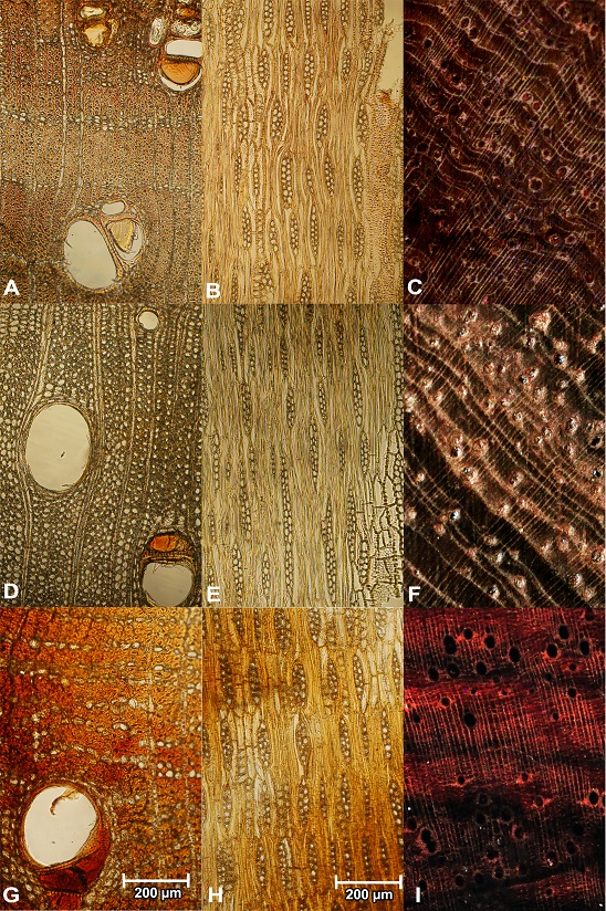 Wood identification and acoustic analysis of three original Aztec ...