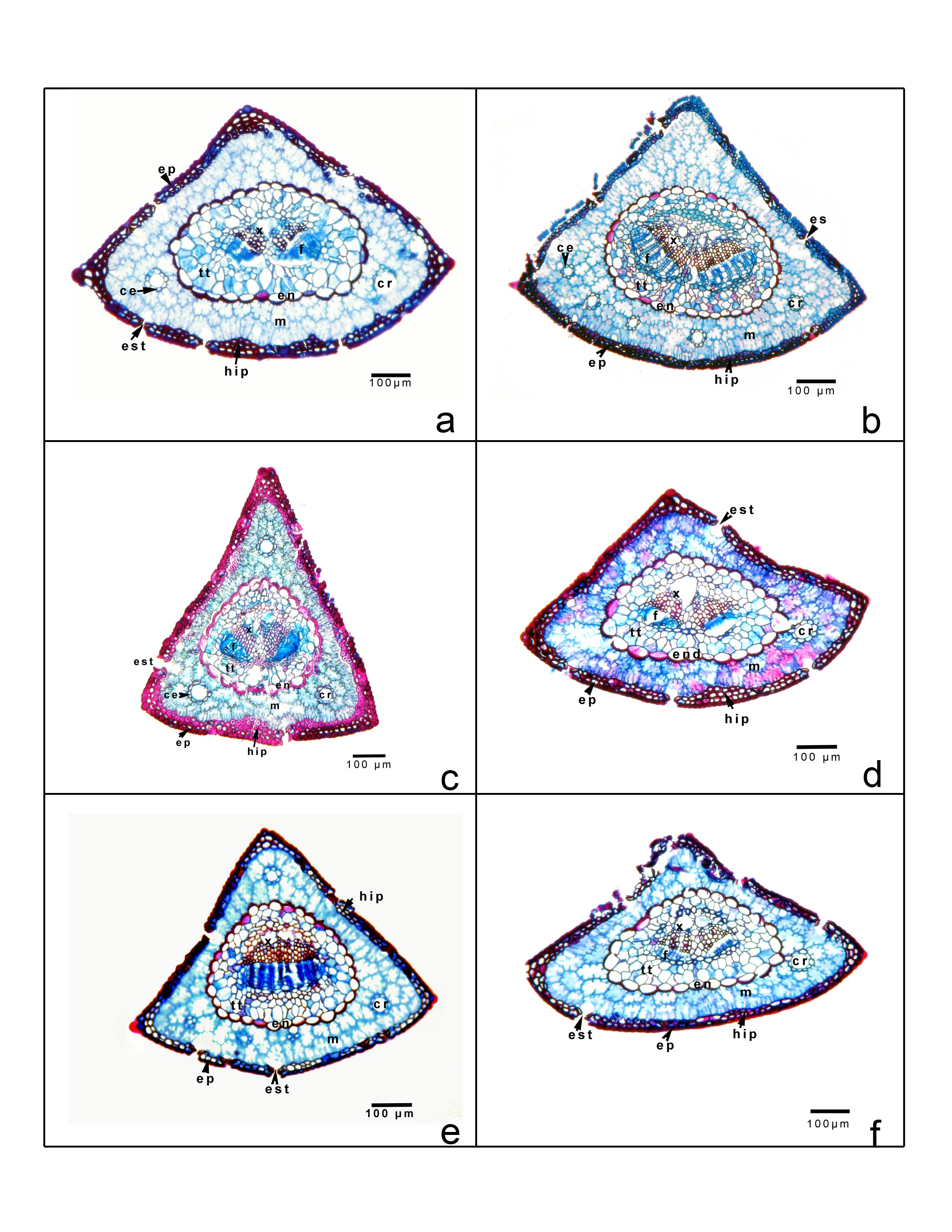 Anatomía de la hoja de seis especies de Pinus del estado de Durango, México