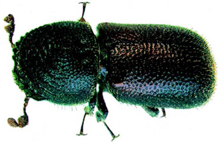 Tratamientos de preservación de Bambusa vulgaris vittata contra el ...