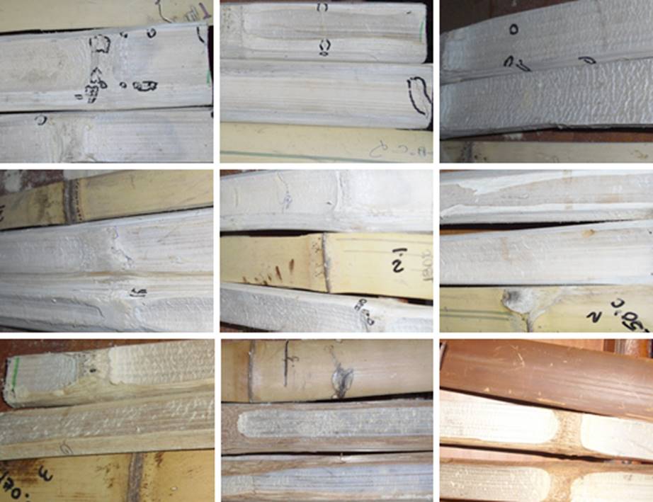 Tratamientos de preservación de Bambusa vulgaris vittata contra el ...